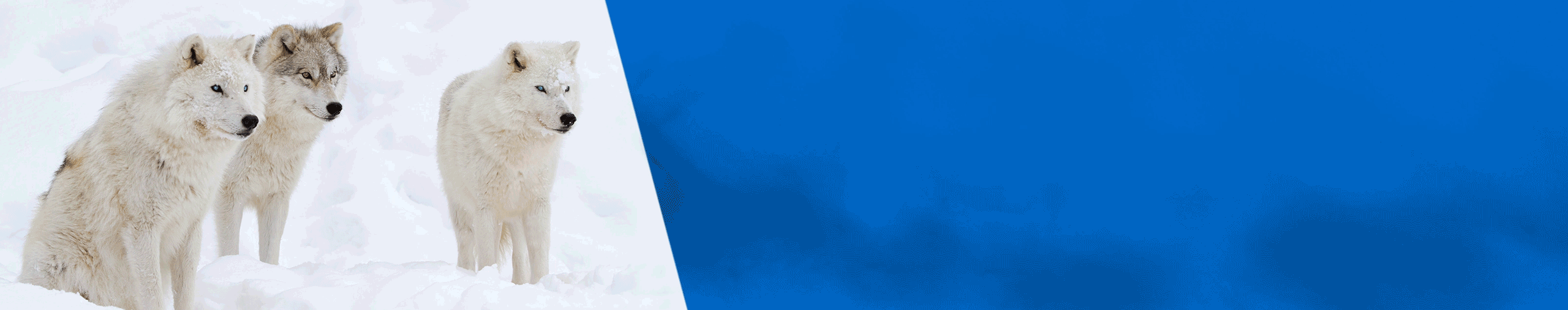 CDW and Arctic Wolf - There's safety in the pack